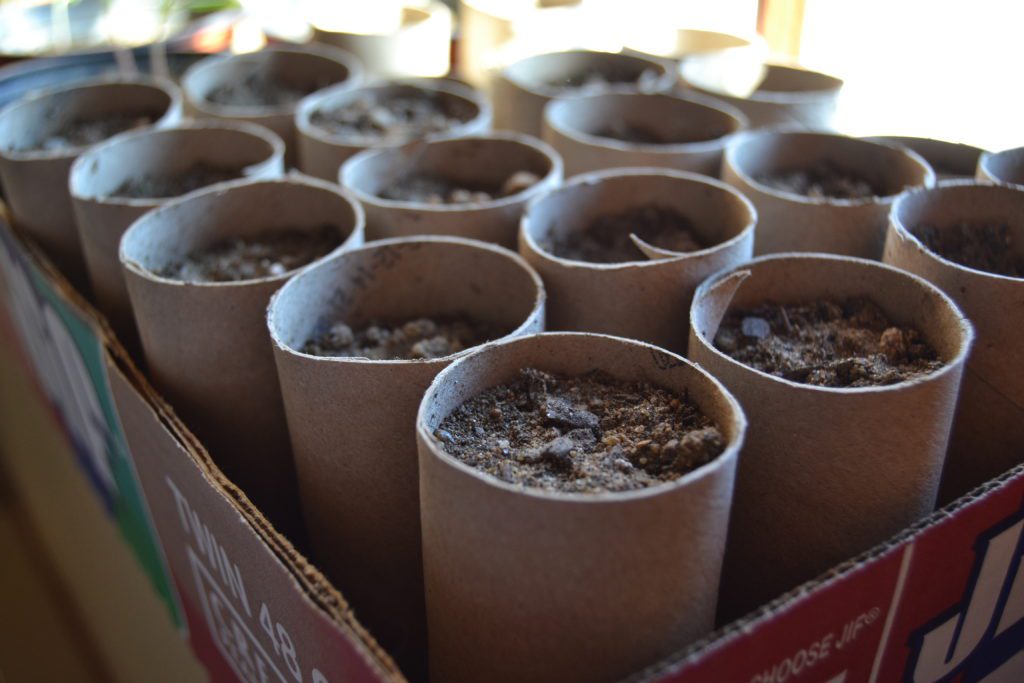 Try These 6 Ingenious Seedling Planters! - Souly Rested
