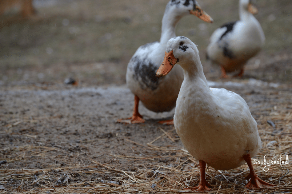 Homemade Italian Dressing and a 4:8 Attitude - Souly Rested