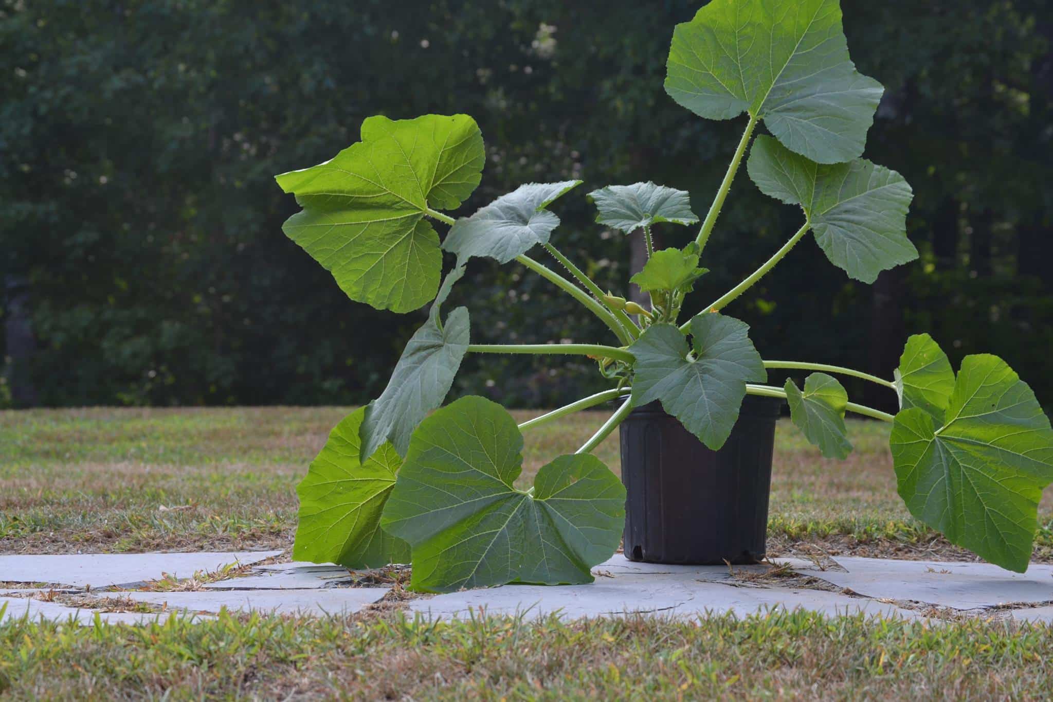 Try These 6 Ingenious Seedling Planters! - Souly Rested