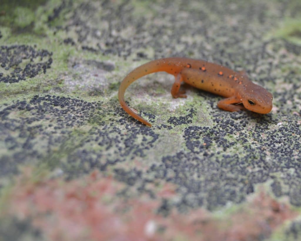 Spring Peepers & 3 simple steps to getting kids excited about nature ...