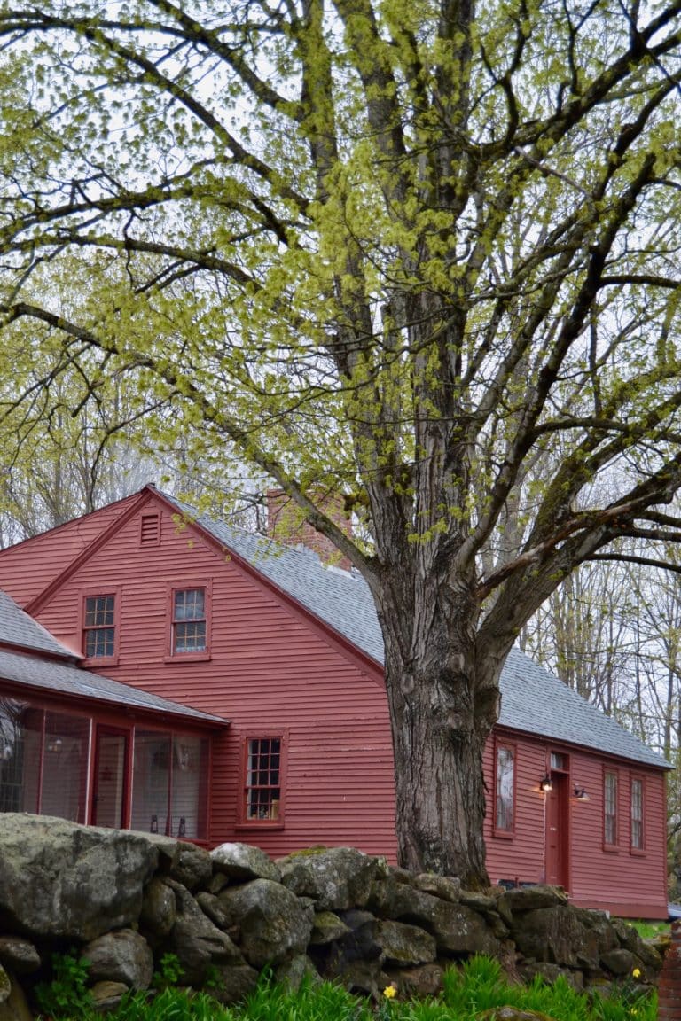 Identify Sugar Maple Trees in the Spring - Souly Rested