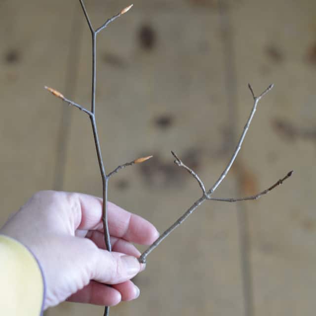 Identify Sugar Maple Trees in the Spring - Souly Rested