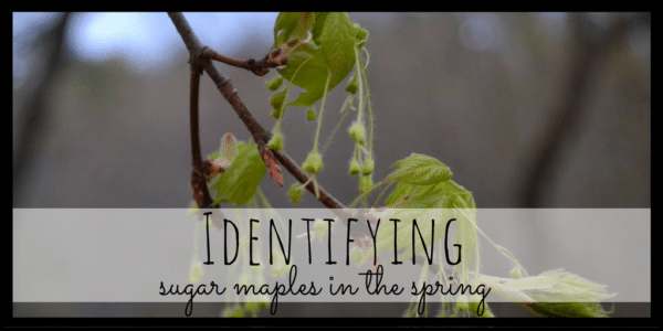Identify Sugar Maple Trees in the Spring - Souly Rested