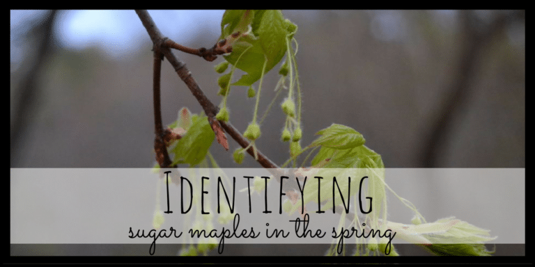 Identify Sugar Maple Trees in the Spring - Souly Rested