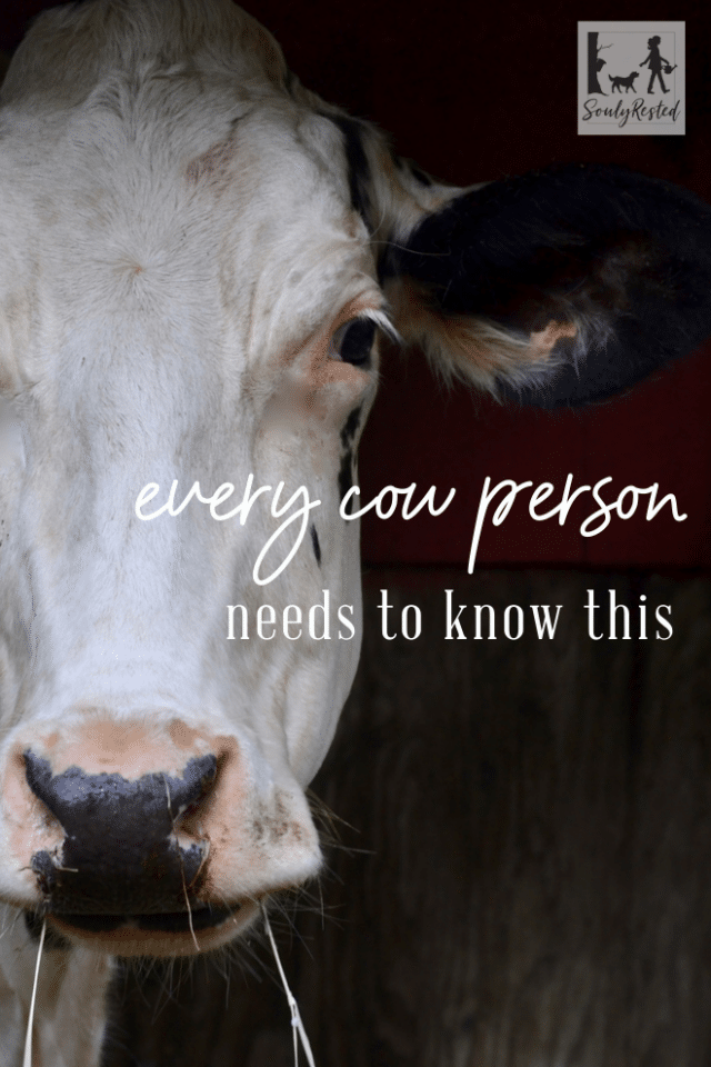 Every cow person should know this. (I didn’t. And it cost me.) - Souly ...