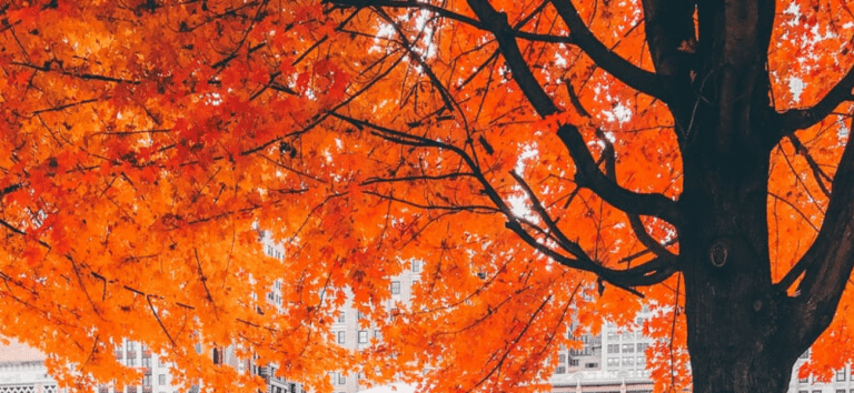 How to identify a maple tree & make syrup - Souly Rested