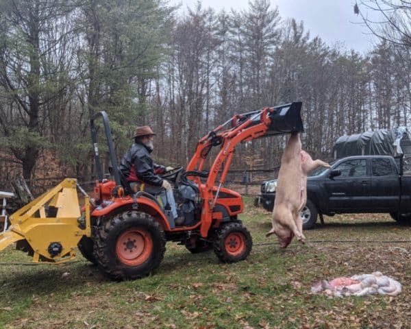 Processing Pigs at Home - Souly Rested