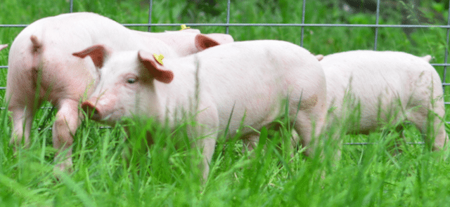 Processing Pigs at Home - Souly Rested
