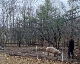 Processing Pigs at Home - Souly Rested