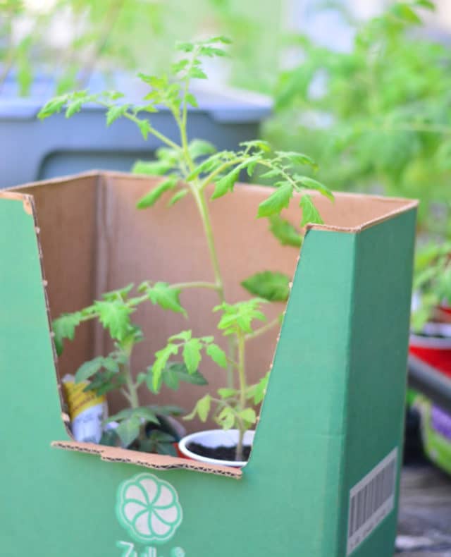 Grow seedlings to sell for profit - Souly Rested