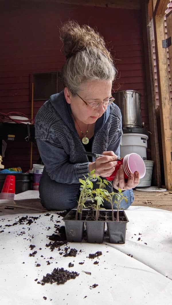 Grow seedlings to sell for profit - Souly Rested