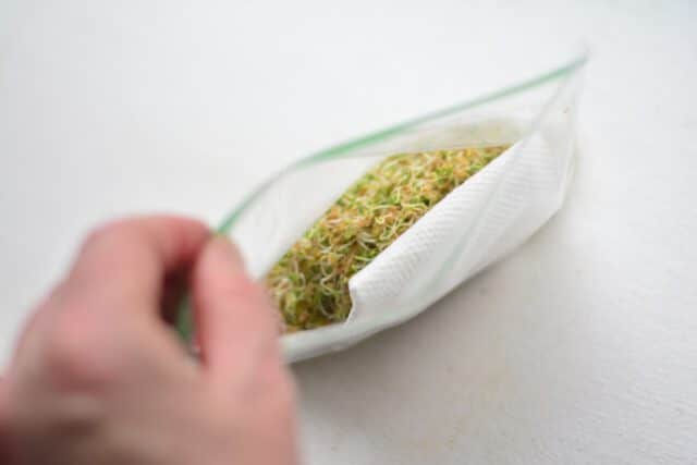 How to Grow Sprouts, with Doug Evans - Souly Rested