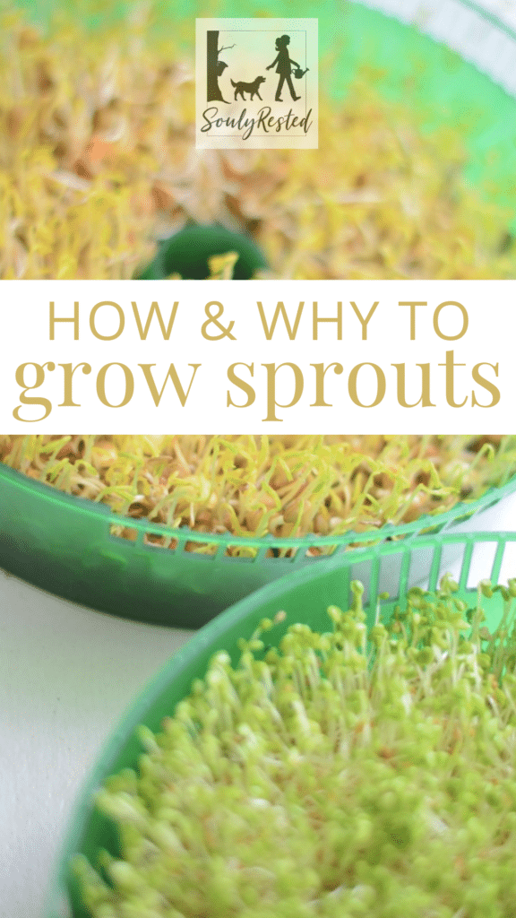 How to Grow Sprouts, with Doug Evans - Souly Rested