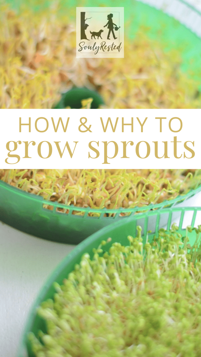How to Grow Sprouts, with Doug Evans - Souly Rested
