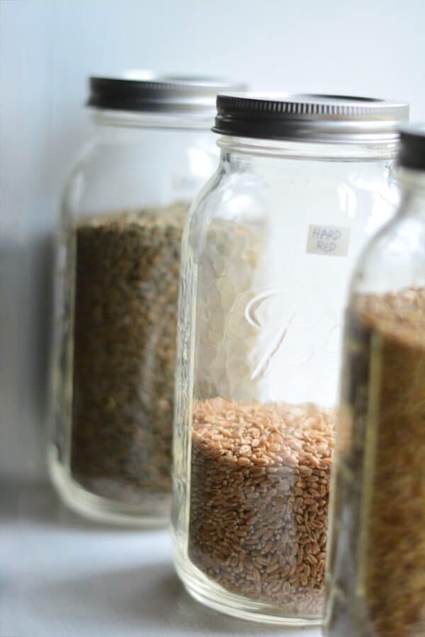 Wheat berries: everything you need to know