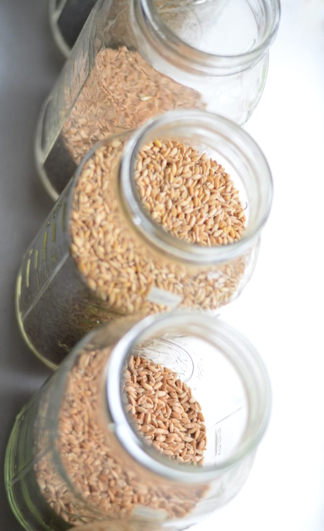 A guide to wheat berries for sourdough bread - Souly Rested