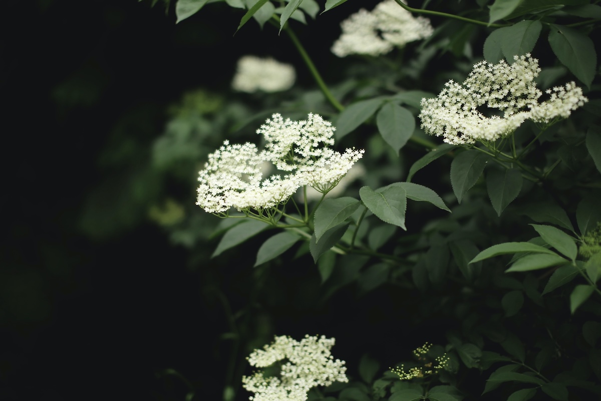Yarrow & elderflower tea | A tea worth foraging for - Souly Rested
