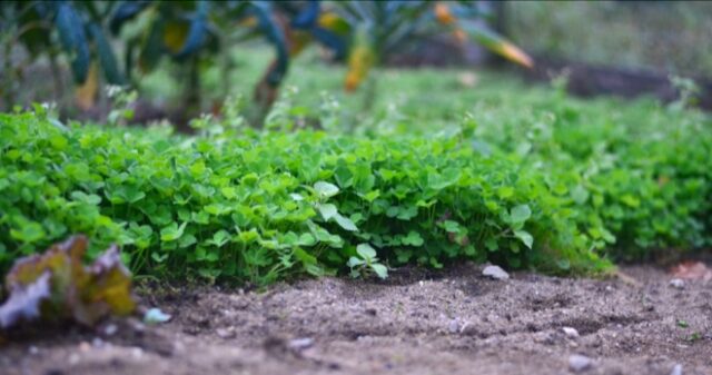 The Ultimate Guide to Planting a Cover Crop in a Home Garden - Souly Rested