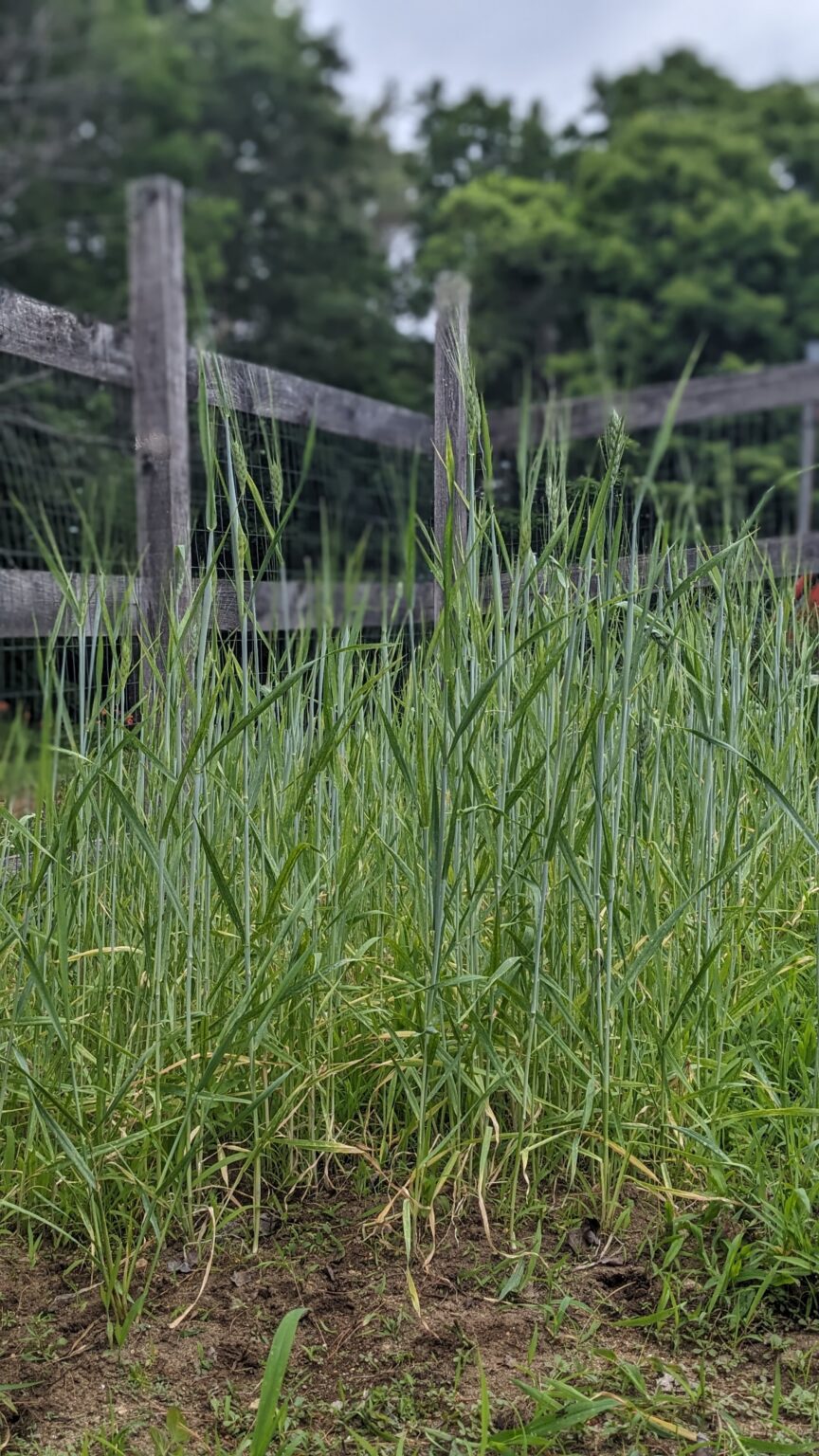 The Ultimate Guide to Planting a Cover Crop in a Home Garden - Souly Rested