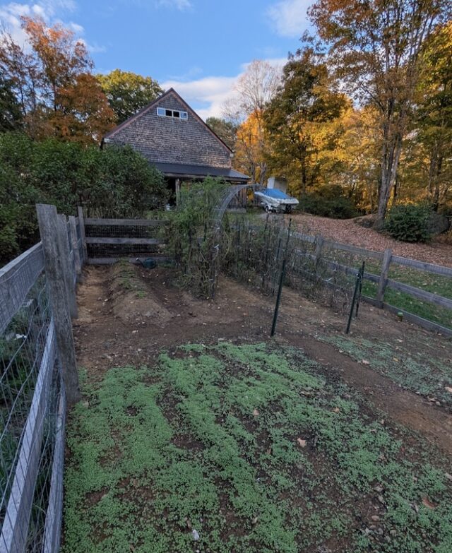 The Ultimate Guide to Planting a Cover Crop in a Home Garden - Souly Rested